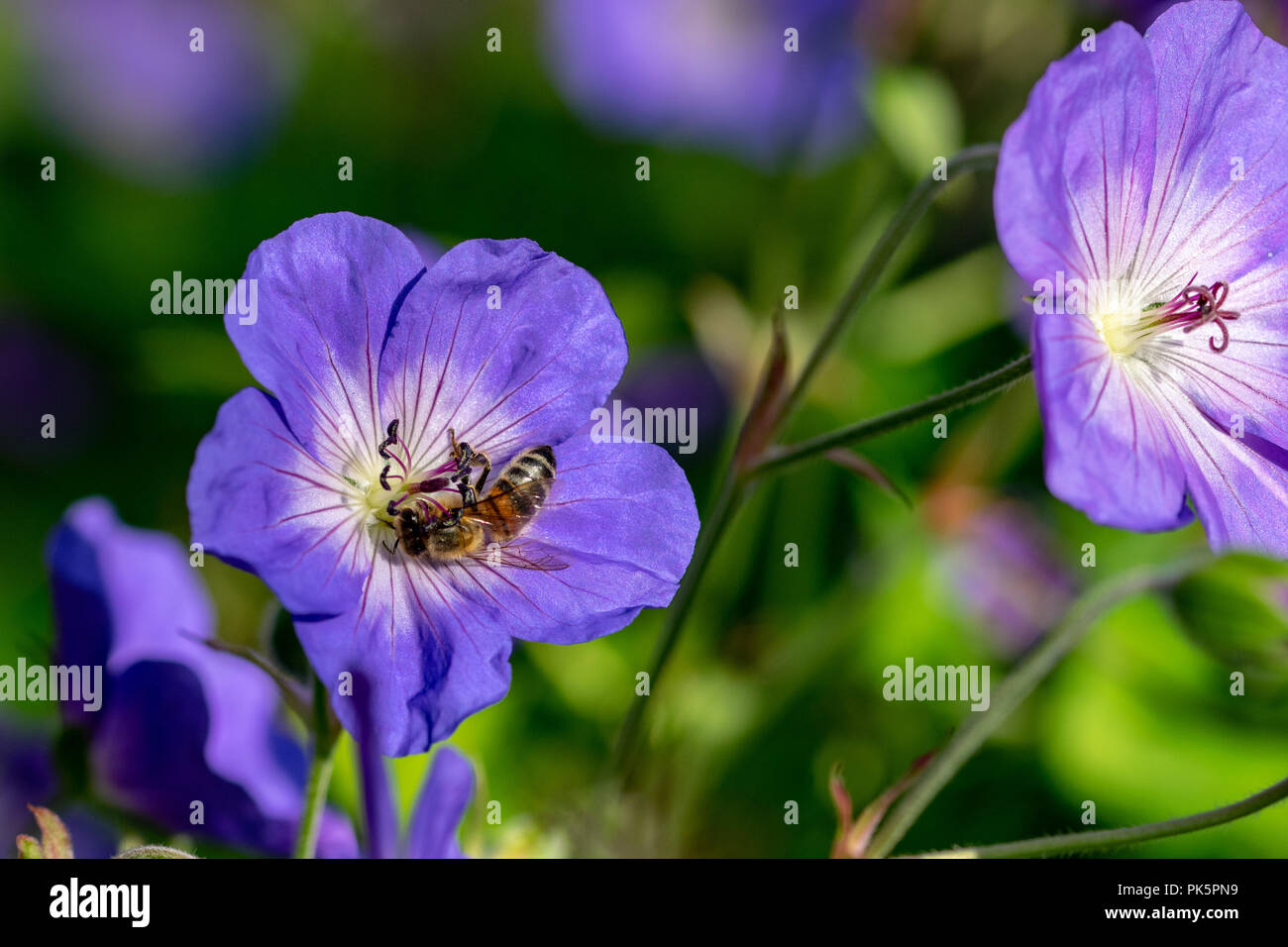 Honeybee collecting nectar pollen from a purple geranium Rozanne ...