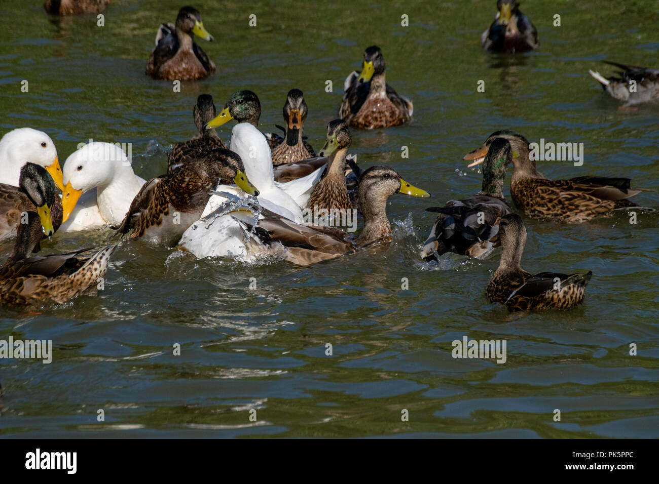 First season male mallard duckling duck leaping out of the water for ...
