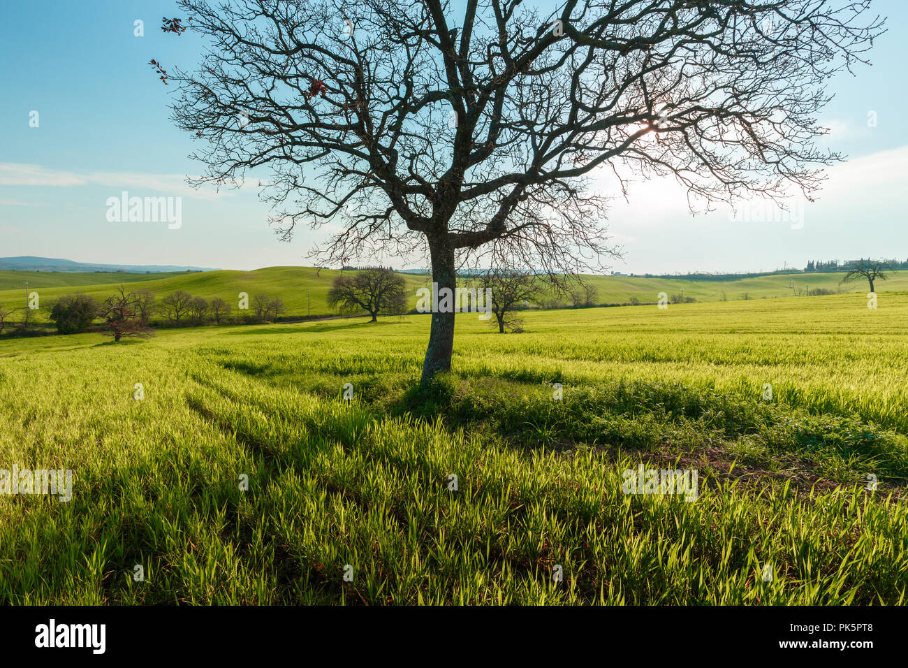 Lonely standing tree. The tree stands in the middle of the field. Two ...