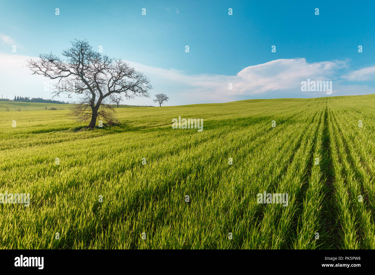 Lonely standing tree. The tree stands in the middle of the field. Two ...