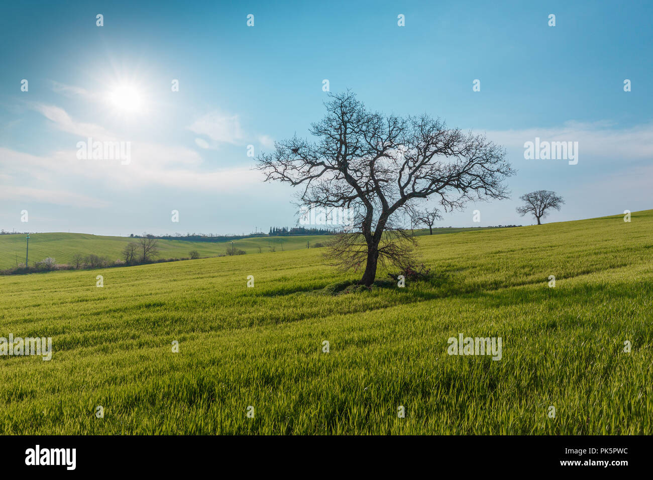 Lonely standing tree. The tree stands in the middle of the field. Two ...