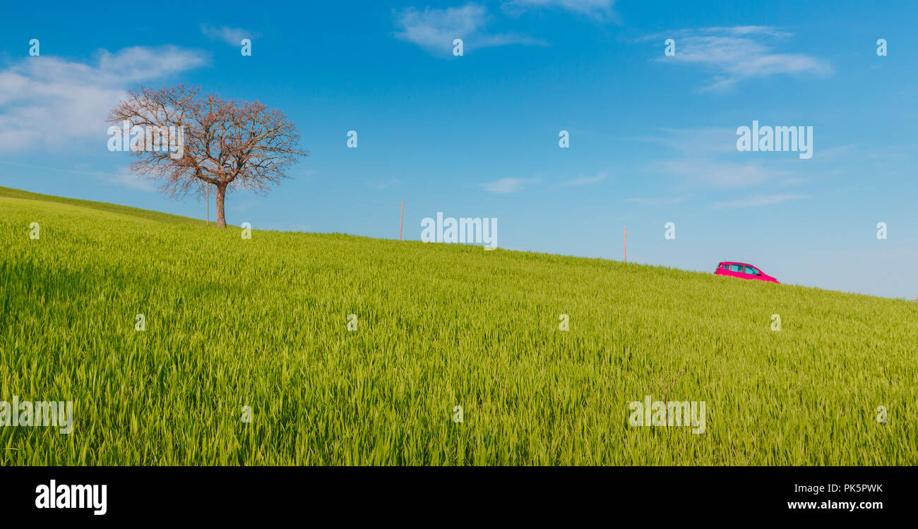 Lonely standing tree. The tree stands in the middle of the field. Two ...