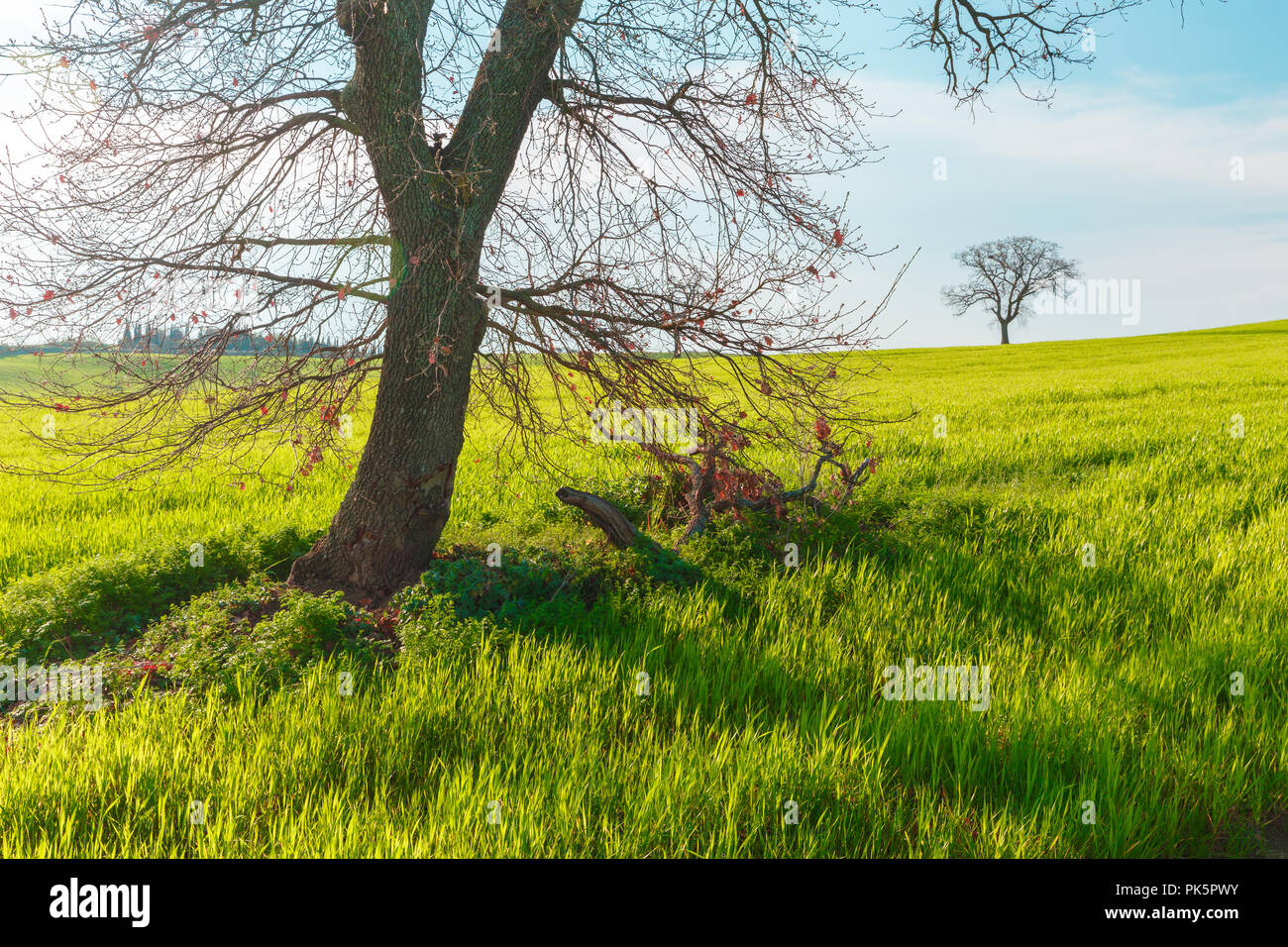 Lonely standing tree. The tree stands in the middle of the field. Two ...