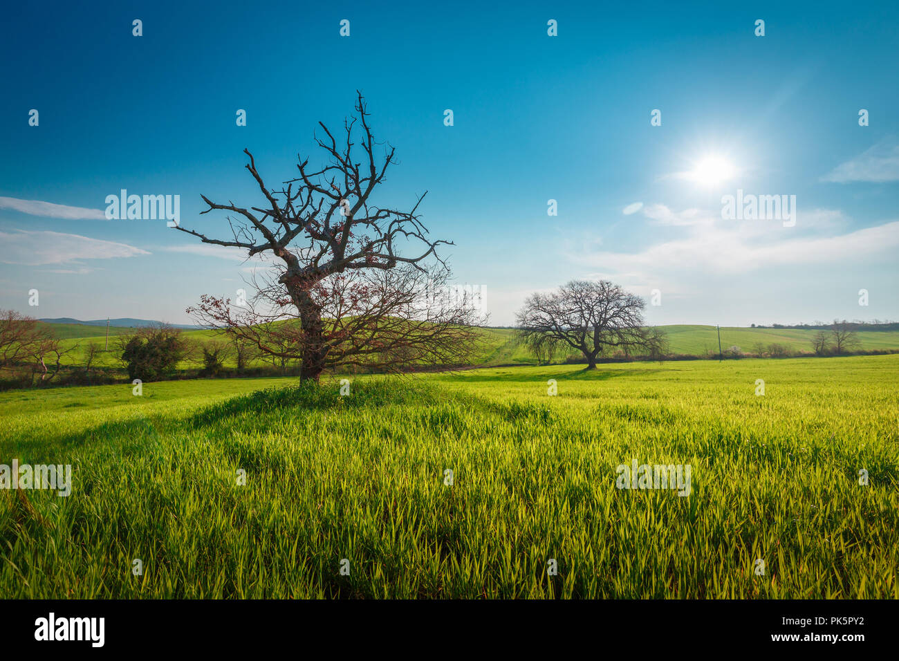 Lonely trees standing in middle hi-res stock photography and images - Alamy