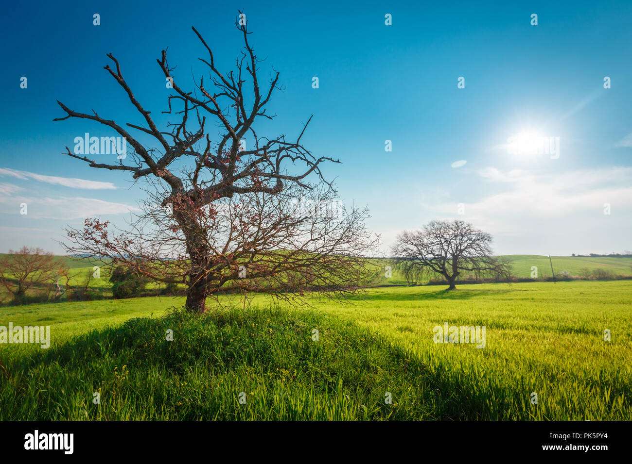 Lonely standing tree. The tree stands in the middle of the field. Two ...