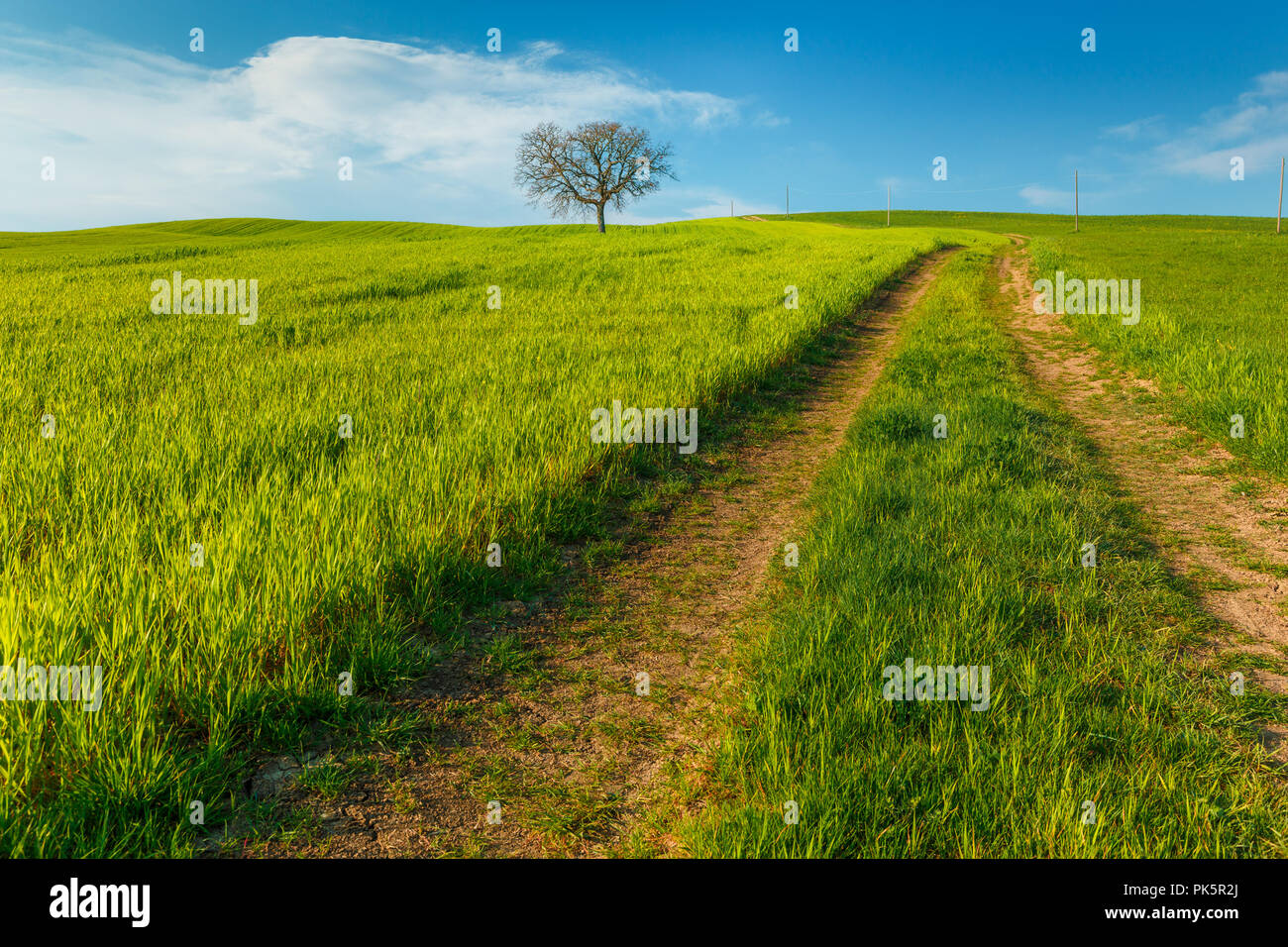 Lonely standing tree. The tree stands in the middle of the field. Two ...