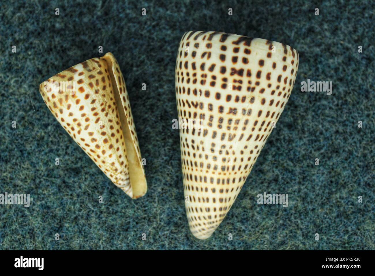 Conus litteratus Linnaeus on blue background. Colorful seashells Stock ...