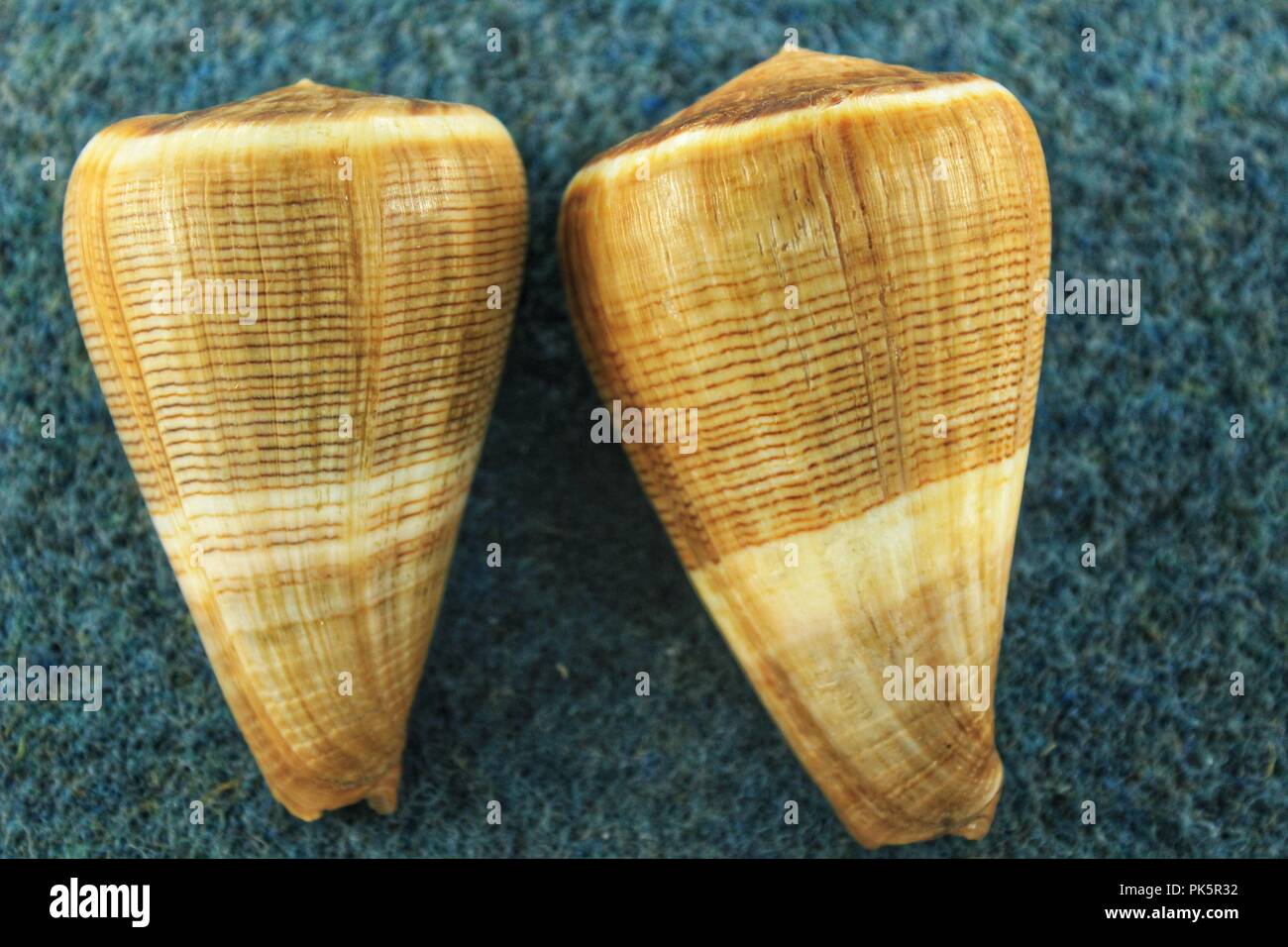 Conus Figulinus Linnaeus on blue background. Colorful seashells Stock ...