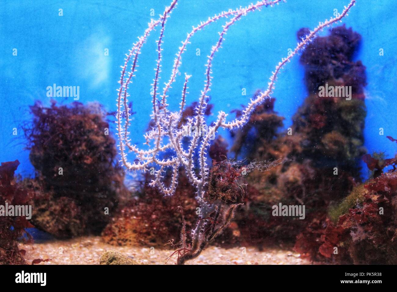 Colorful anemone and algae in an aquarium Stock Photo - Alamy