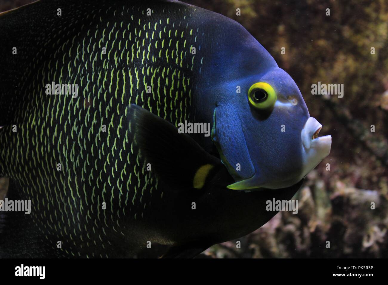 Beautiful and colorful tropical fish in an aquarium Stock Photo - Alamy