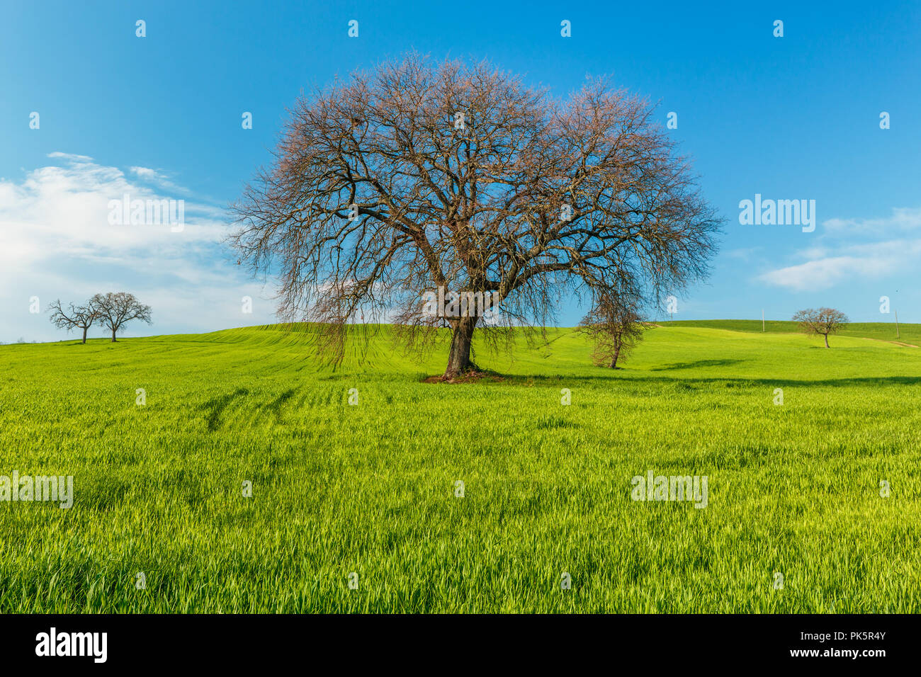 Lonely standing tree. The tree stands in the middle of the field. Two ...