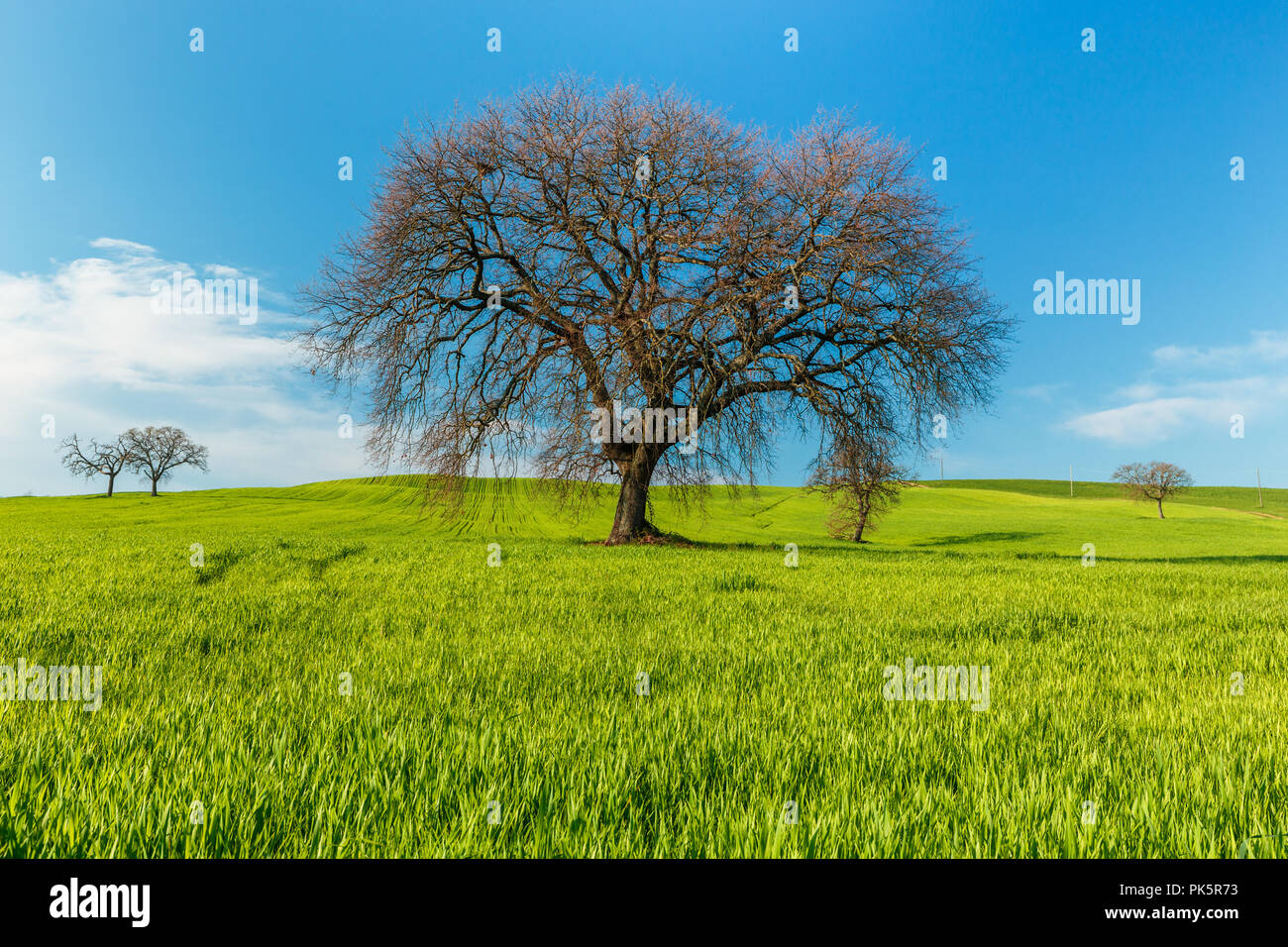Lonely standing tree. The tree stands in the middle of the field. Two ...