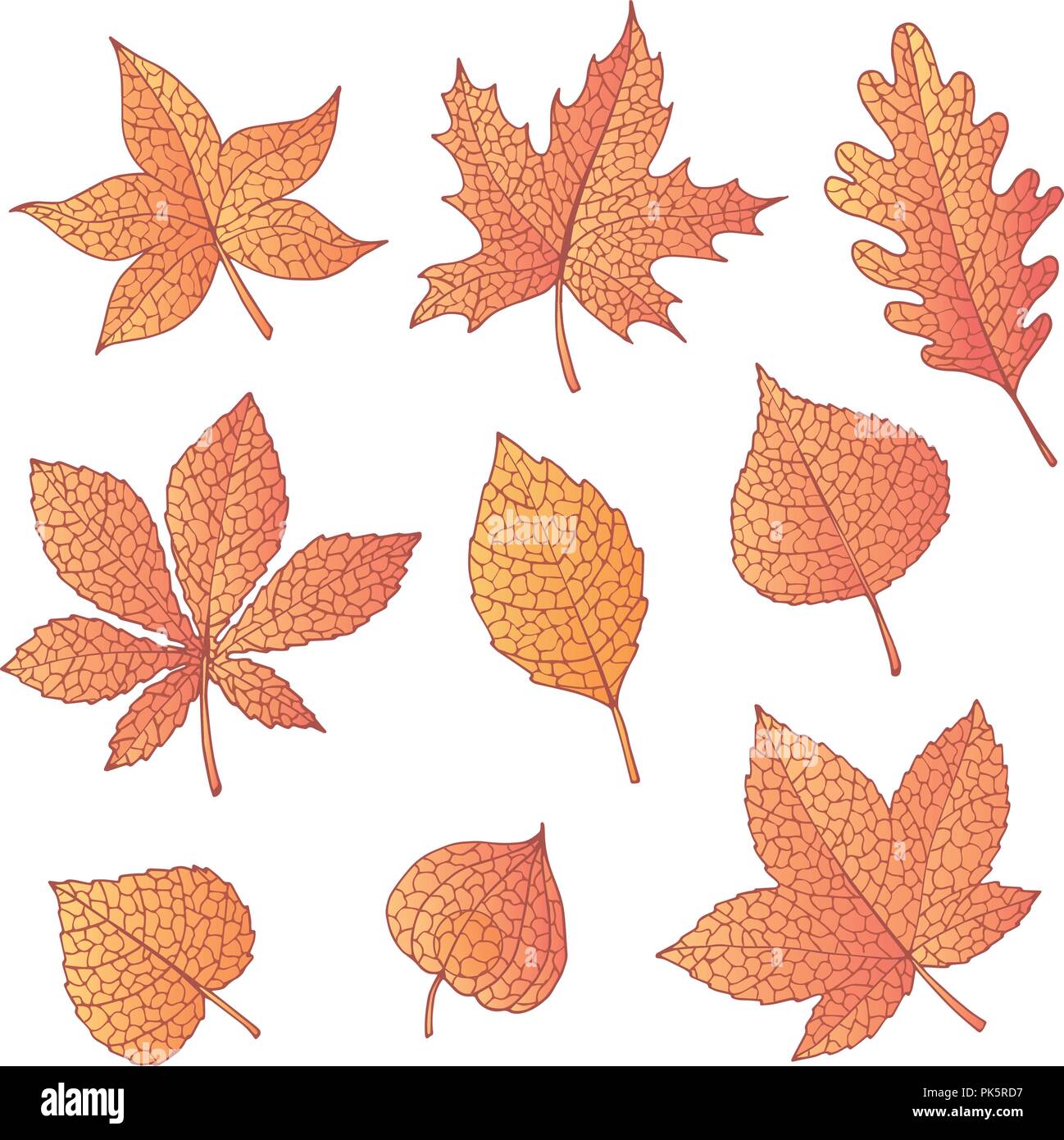 Hand drawn vector autumn set with oak, poplar, beech, maple, aspen and ...