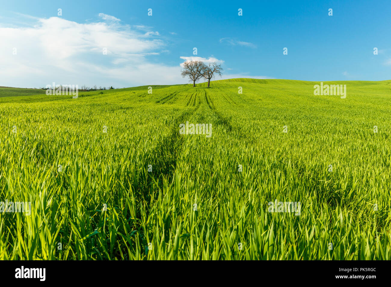 Lonely standing tree. The tree stands in the middle of the field. Two ...