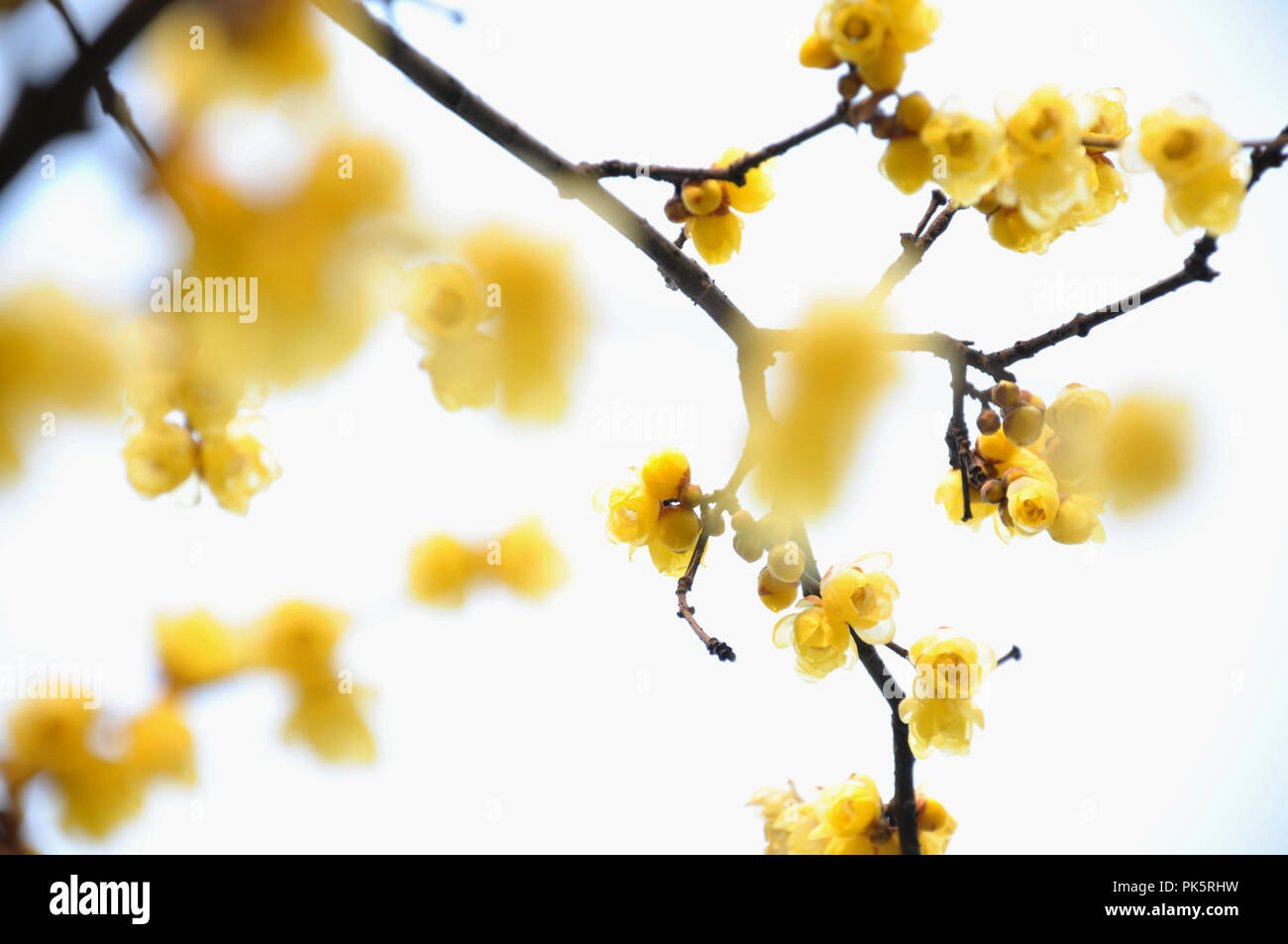Beautiful wintersweet flowers Stock Photo - Alamy