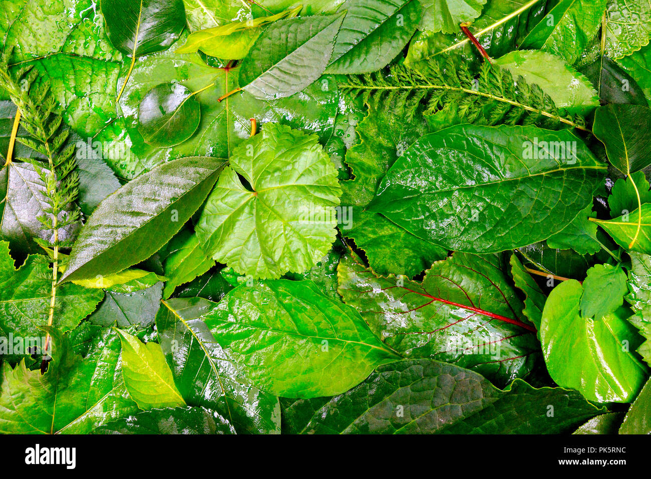 green leaf texture with different lines, plants and macro photography ...