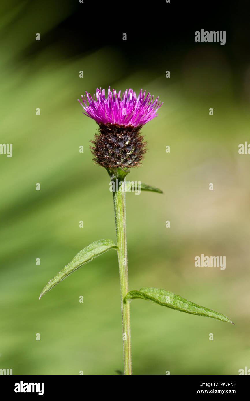 Common Knapweed, Centaurea, UK Stock Photo - Alamy
