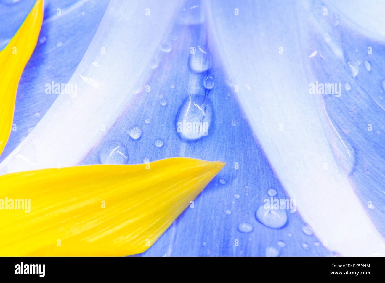 texture of a blue flower and yellow petals, plants and macro ...