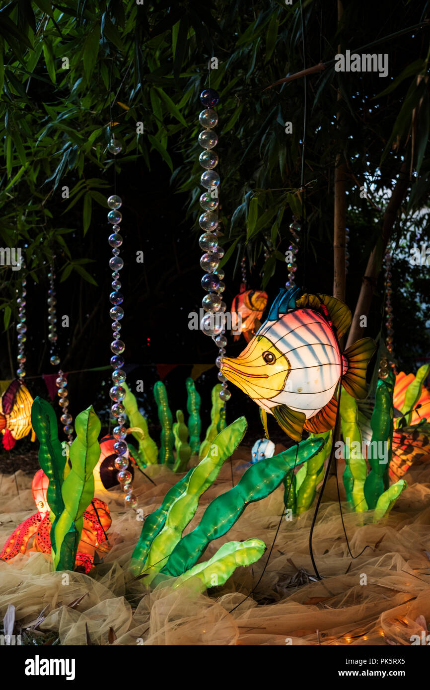 Lantern fish hi-res stock photography and images - Alamy