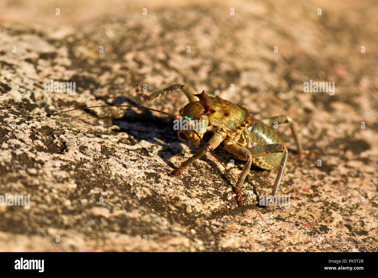 Cricket shedding exoskeleton hi-res stock photography and images - Alamy