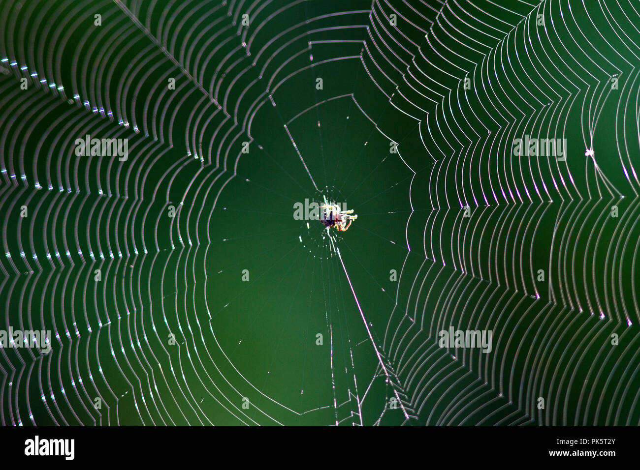 A small orb-web spider sits in the centre of a near perfect web if has ...