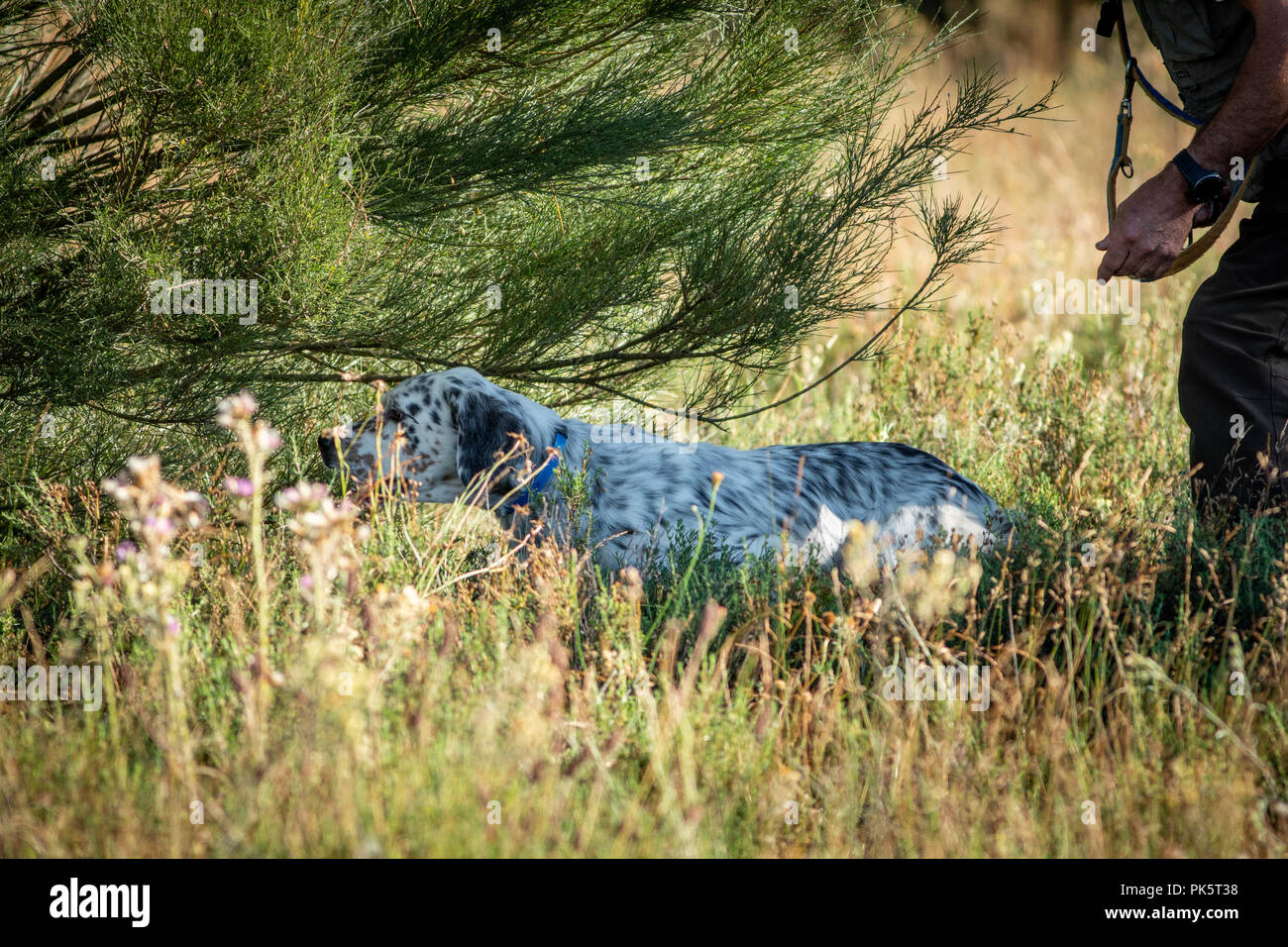 Pointer dog searching for hunt with owner Stock Photo - Alamy