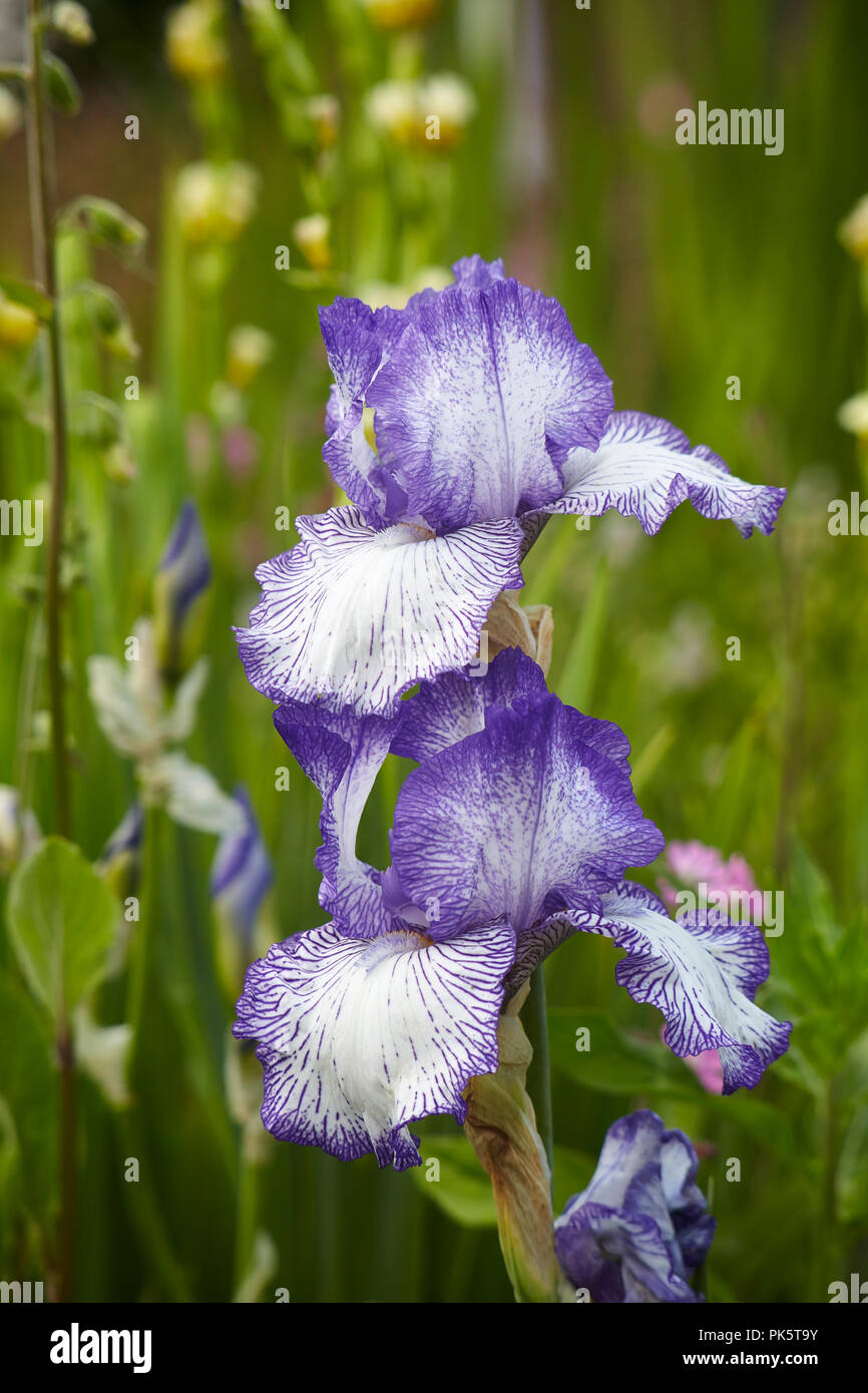 Blue Bearded Iris Flower