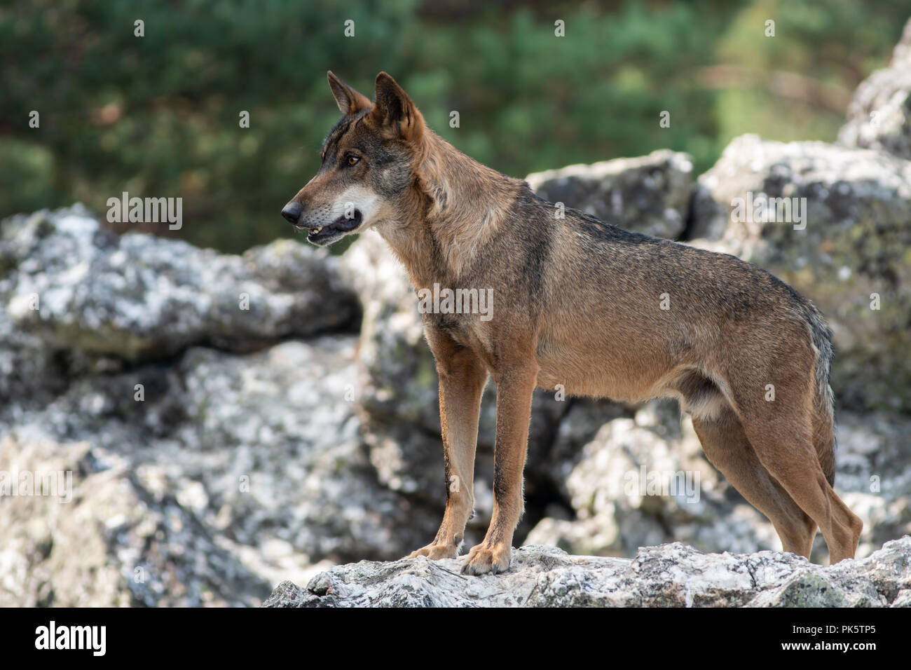 Iberian wolf on the top of the rock Stock Photo - Alamy