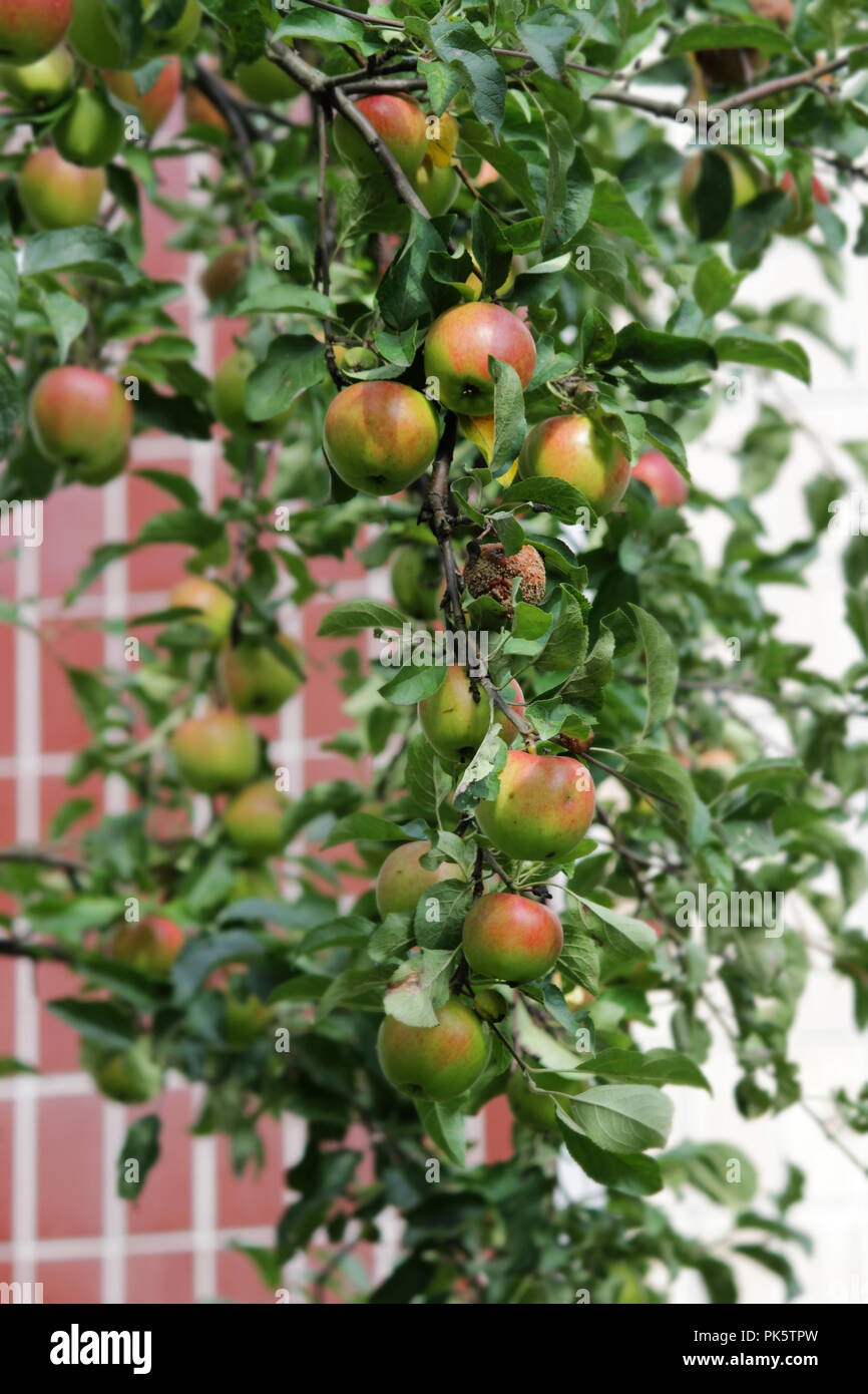 Fruits of apple fruit apples on a tree, one of which is damaged and ...