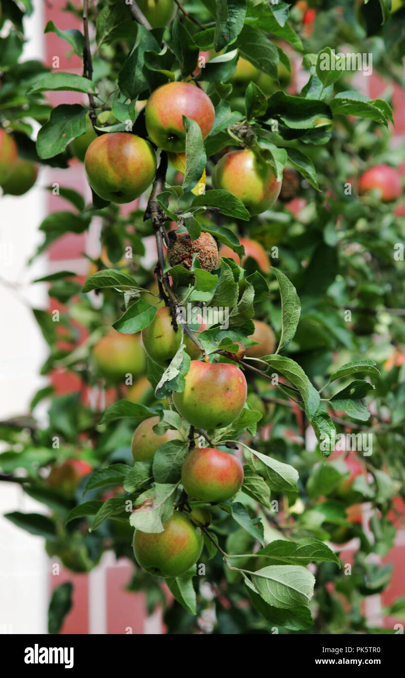 Fruits of apple fruit apples on a tree, one of which is damaged and ...