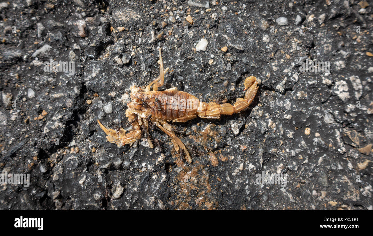 Scorpion dead in the road, top view Stock Photo - Alamy
