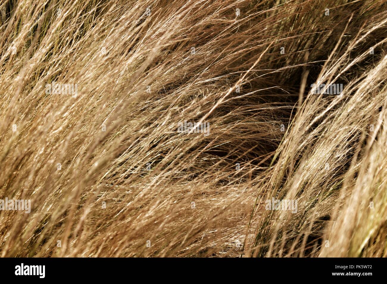 Gramineous Plants High Resolution Stock Photography and Images - Alamy