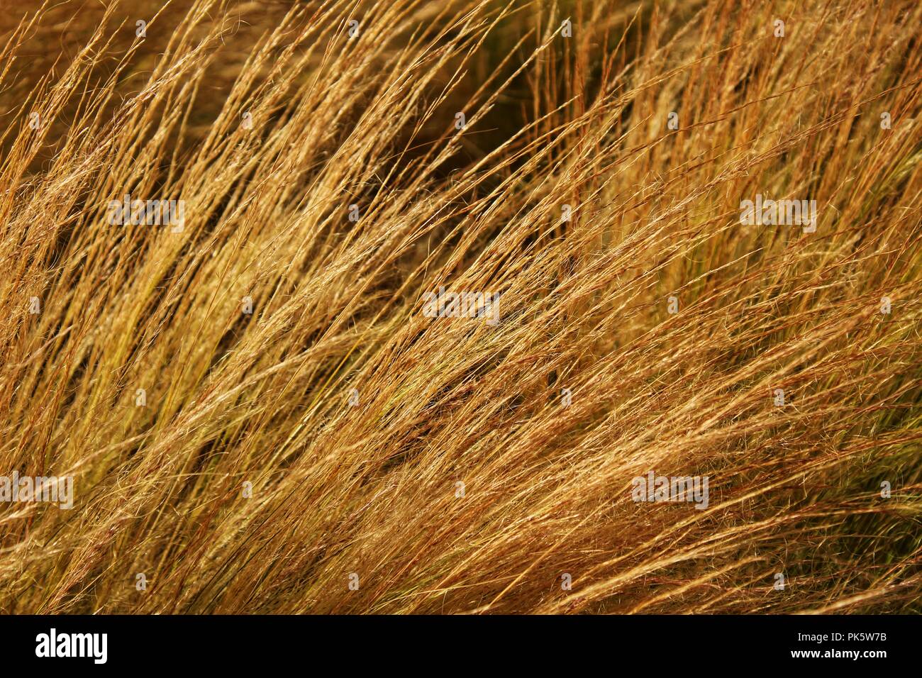 Gramineous plants hi-res stock photography and images - Alamy