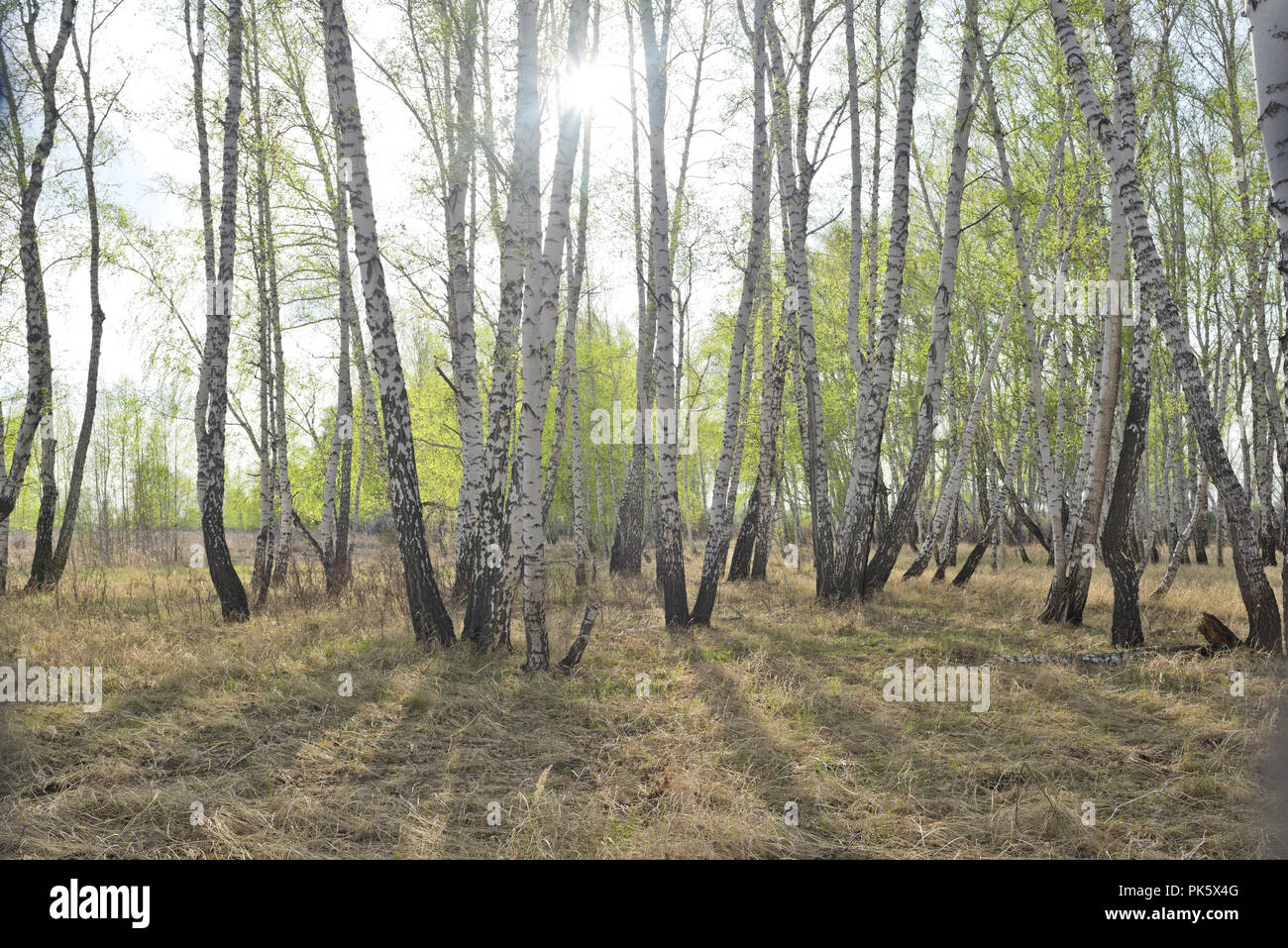 Spring birch forest Stock Photo - Alamy