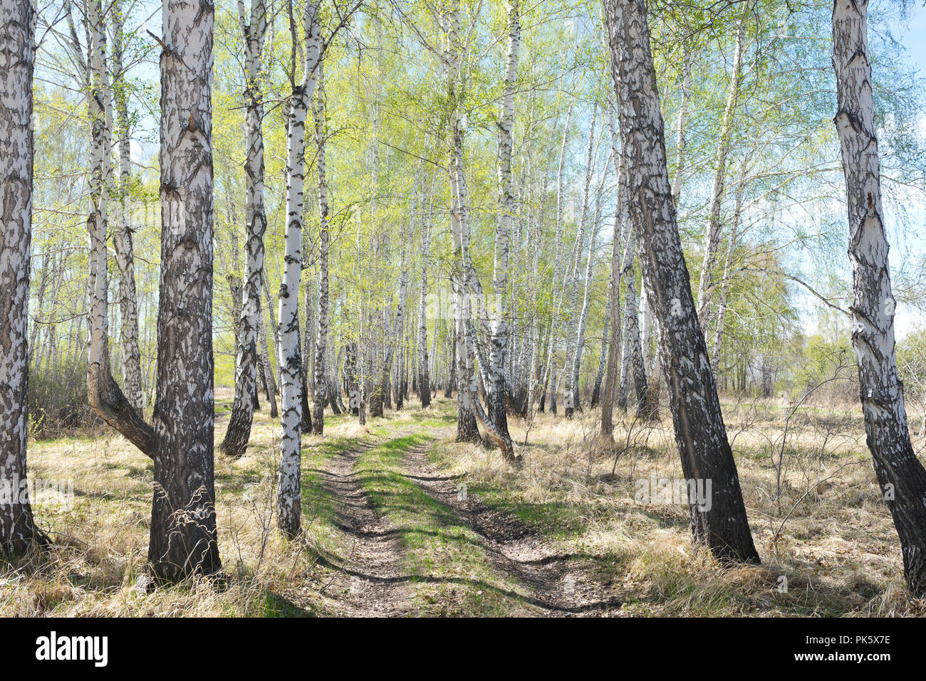 Spring birch forest Stock Photo - Alamy