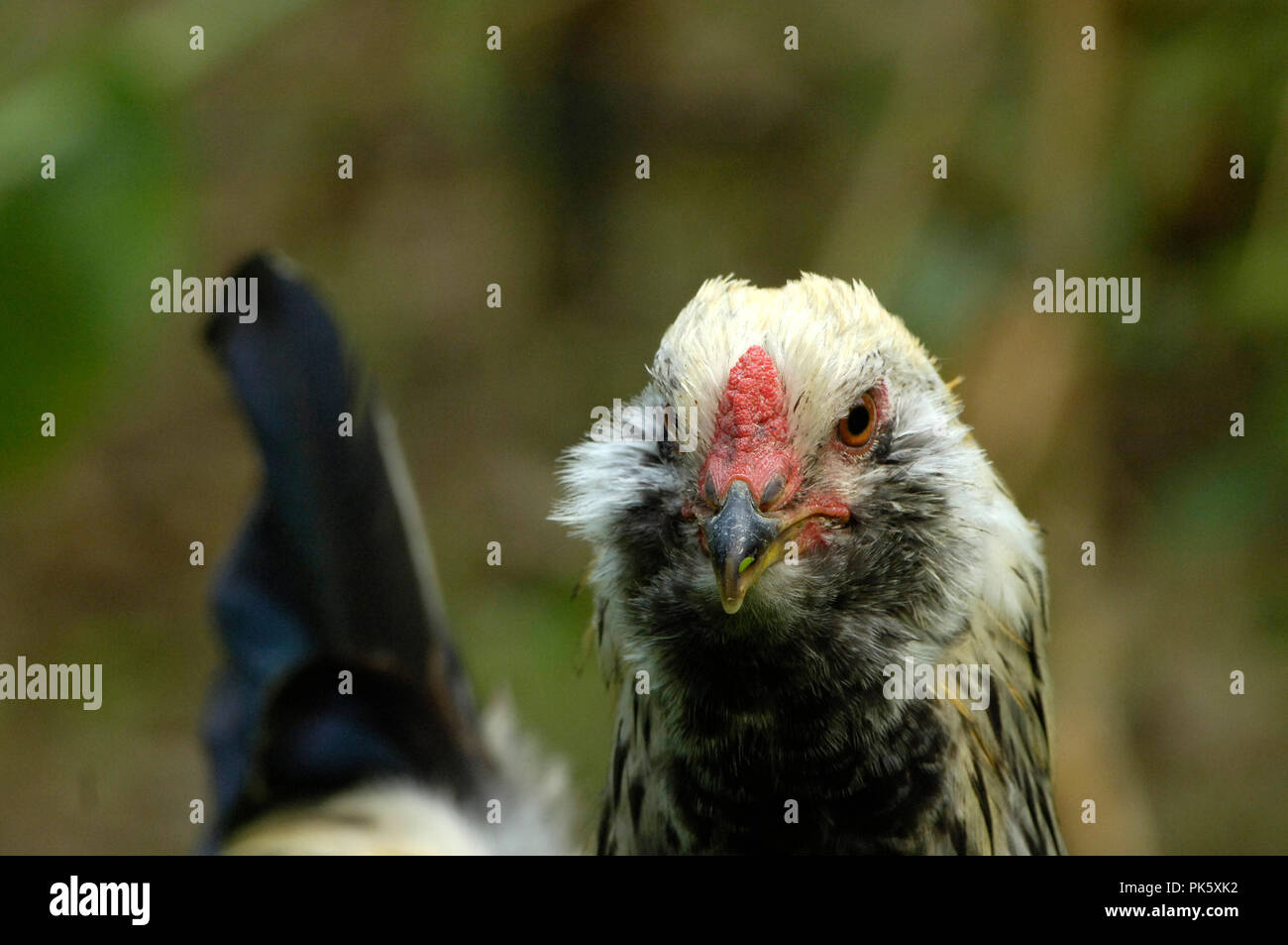Araucana / Americana, Rooster / Male. This unusual breed gets it name ...