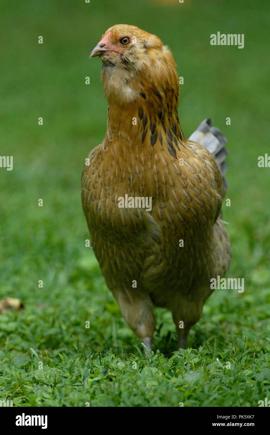 Araucana / Americana. This unusual breed gets it name from the Indian ...