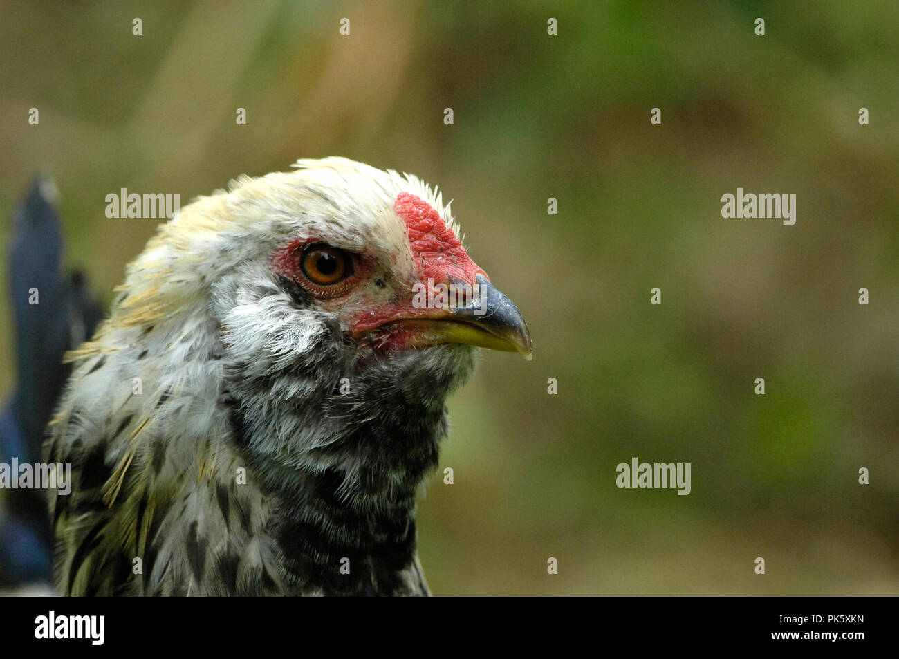 Araucana / Americana, Rooster / Male. This unusual breed gets it name ...