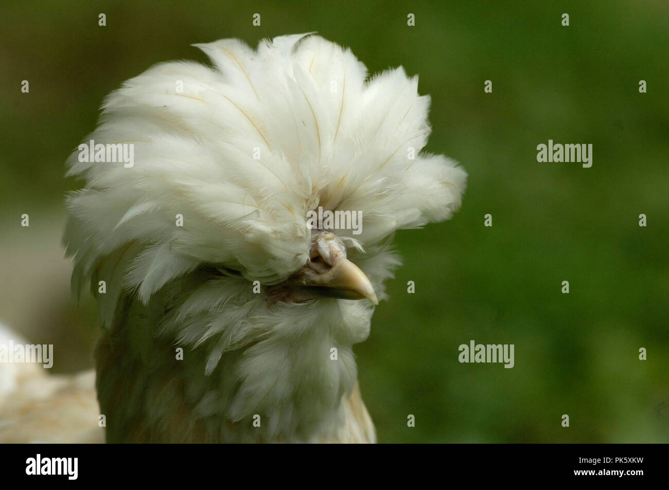 Buff laced polish chickens hi-res stock photography and images - Alamy