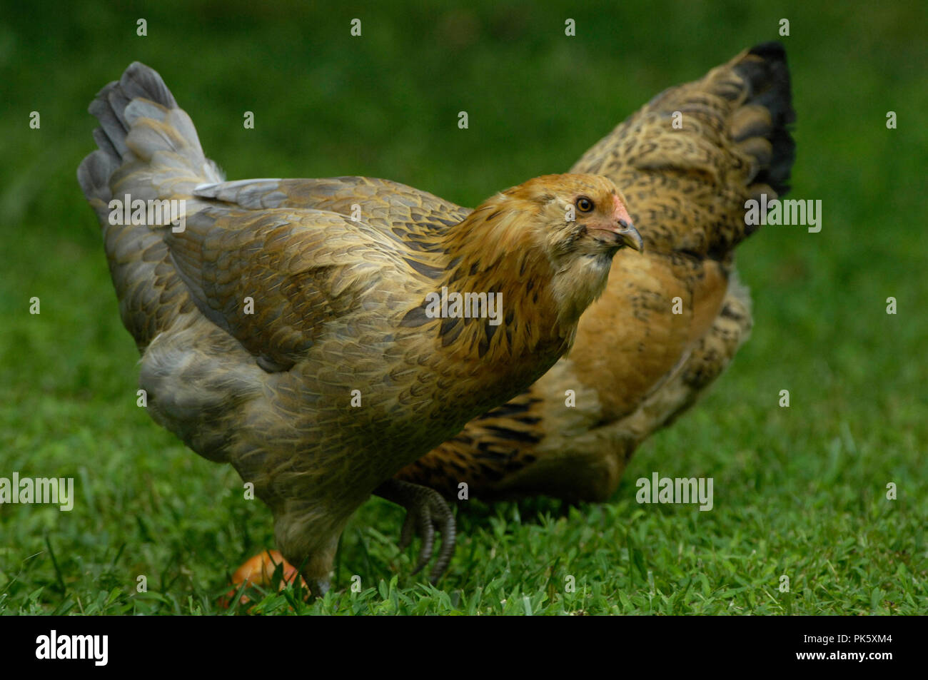 Araucana / Americana. This unusual breed gets it name from the Indian ...