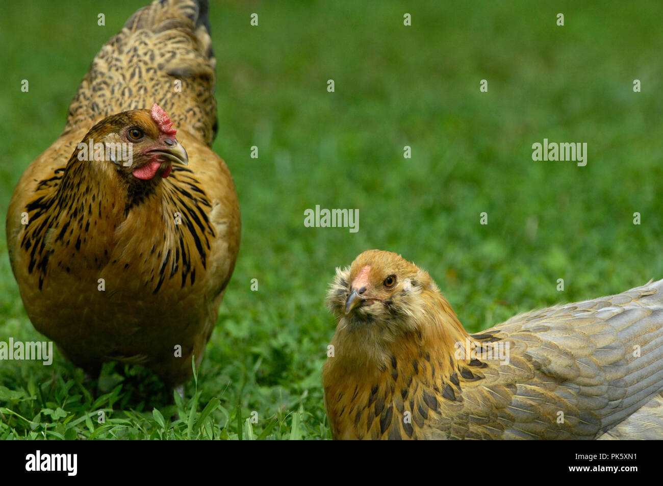 Araucana / Americana. This unusual breed gets it name from the Indian ...