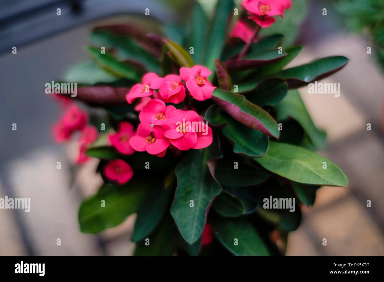 Christ thorn flower hi-res stock photography and images - Alamy