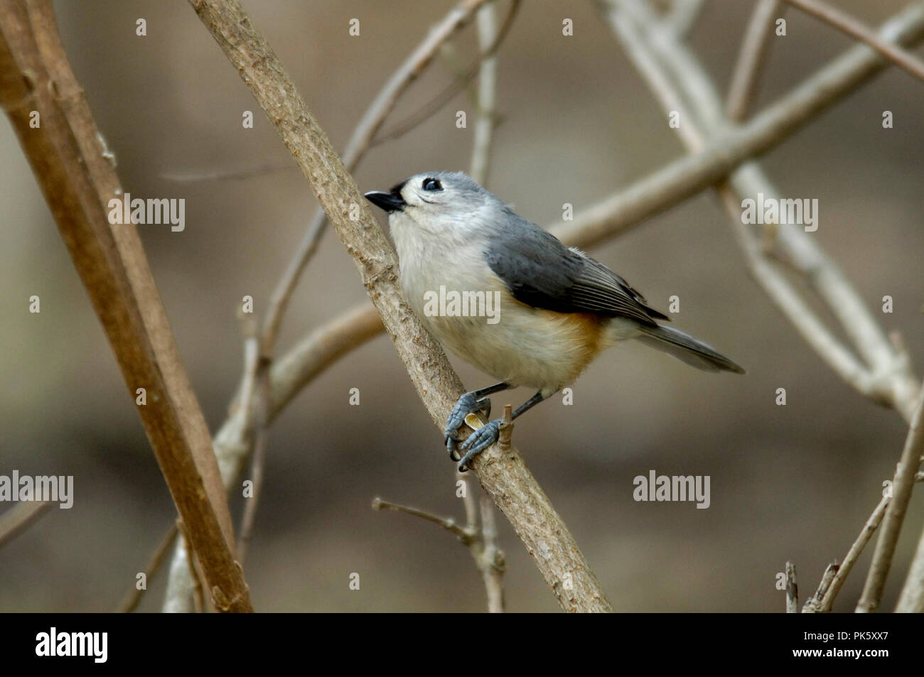 Great titmouse hi-res stock photography and images - Alamy