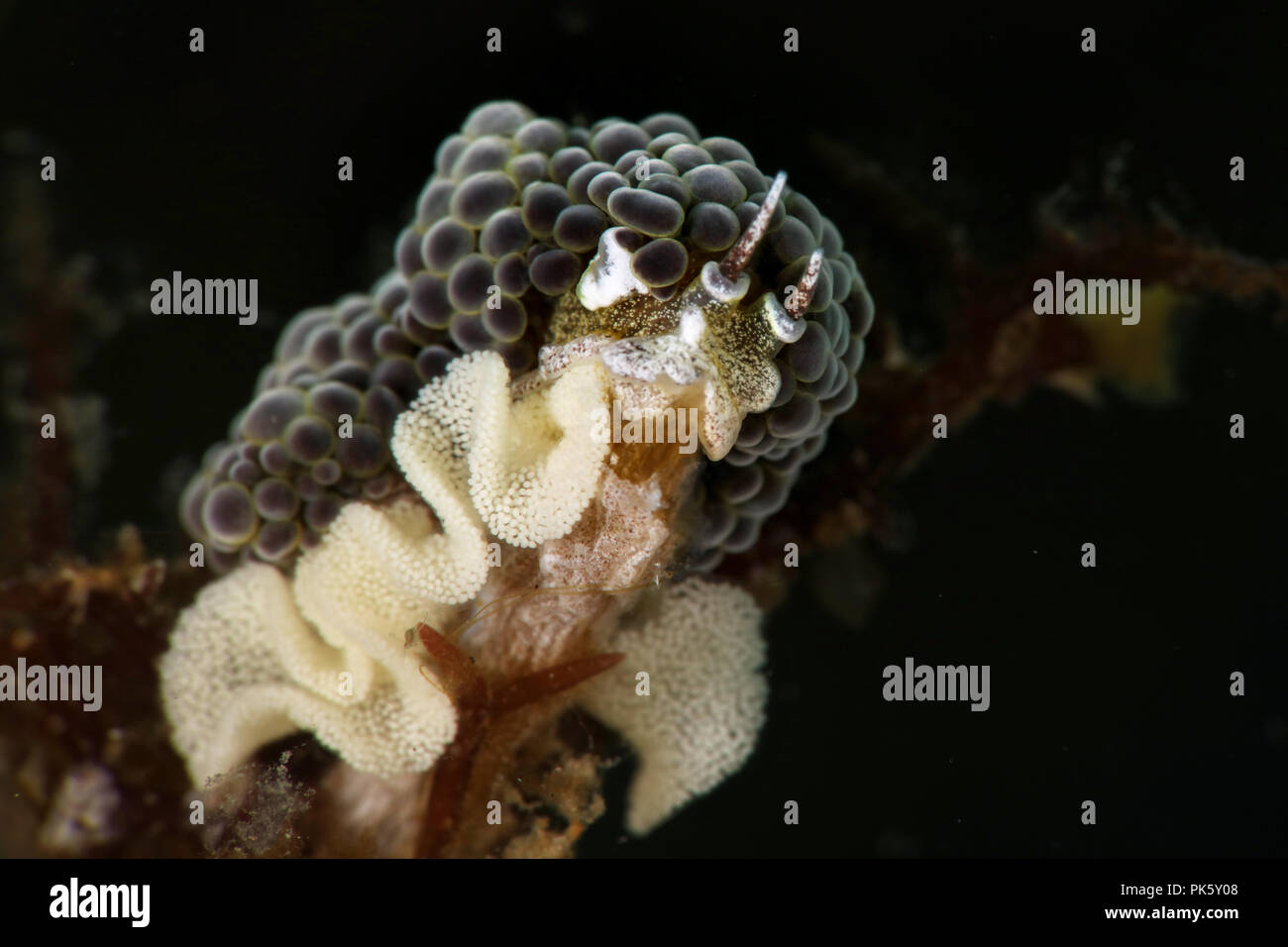 Nudibranch with eggs hi-res stock photography and images - Alamy