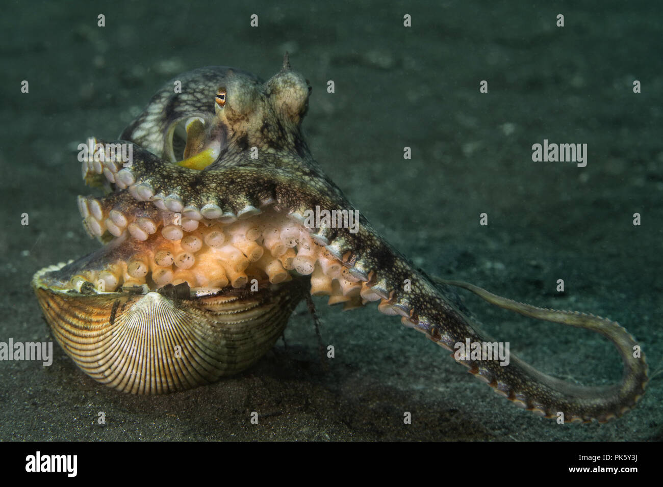 Coconut octopus (Amphioctopus marginatus) using seashell for shelter ...