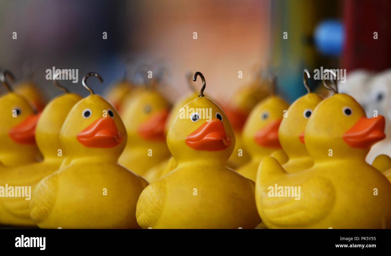 Hook beaks hi-res stock photography and images - Alamy