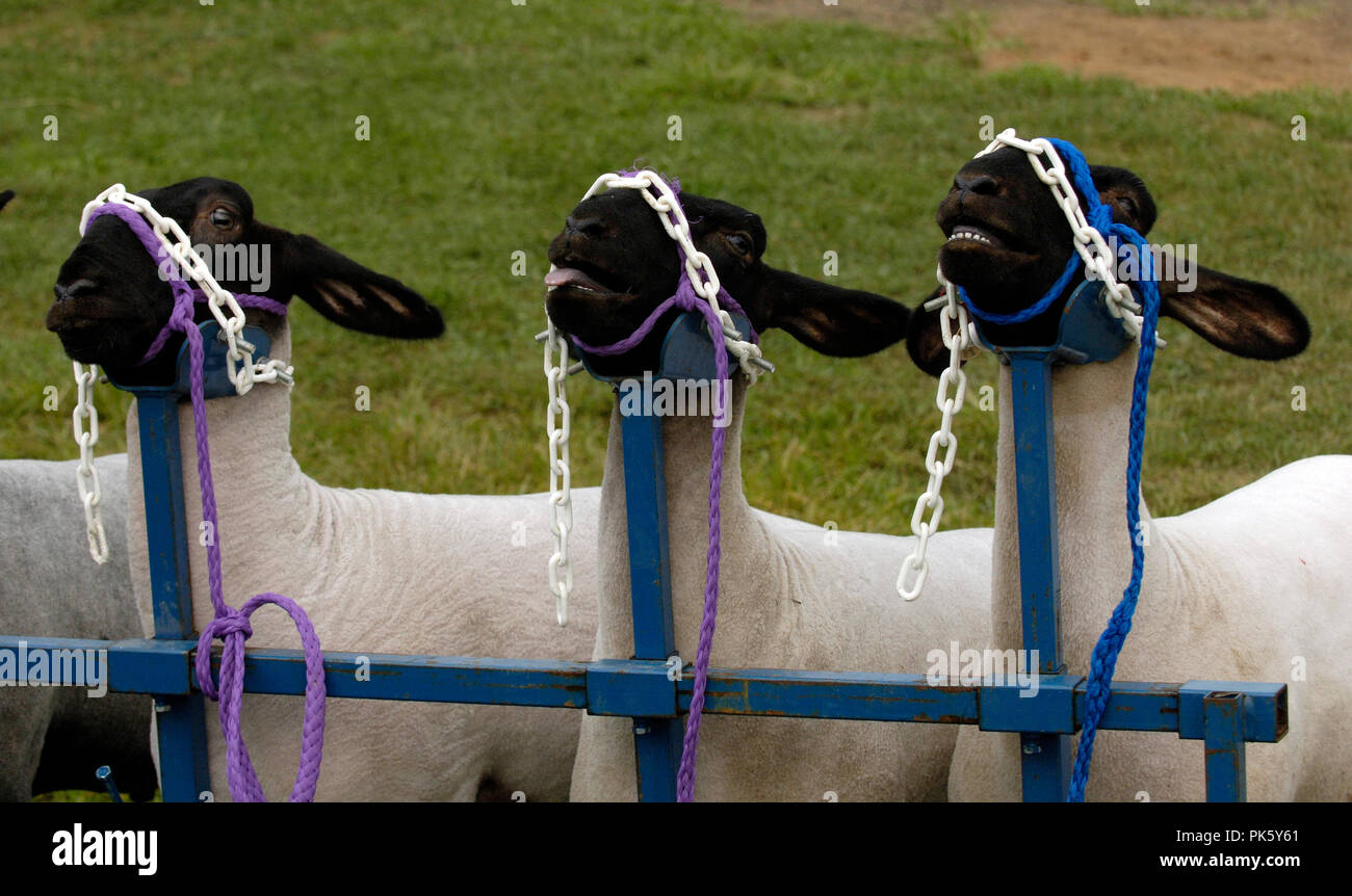 Sheep stand ready to get groomed at the 51st Annual Clarke County Fair ...