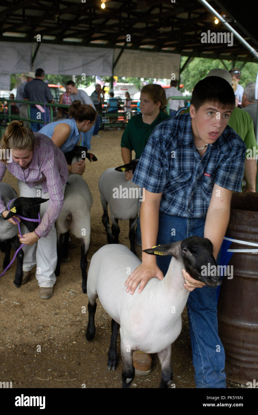 Contestants bring their sheep into the show ring during the 51st Annual ...