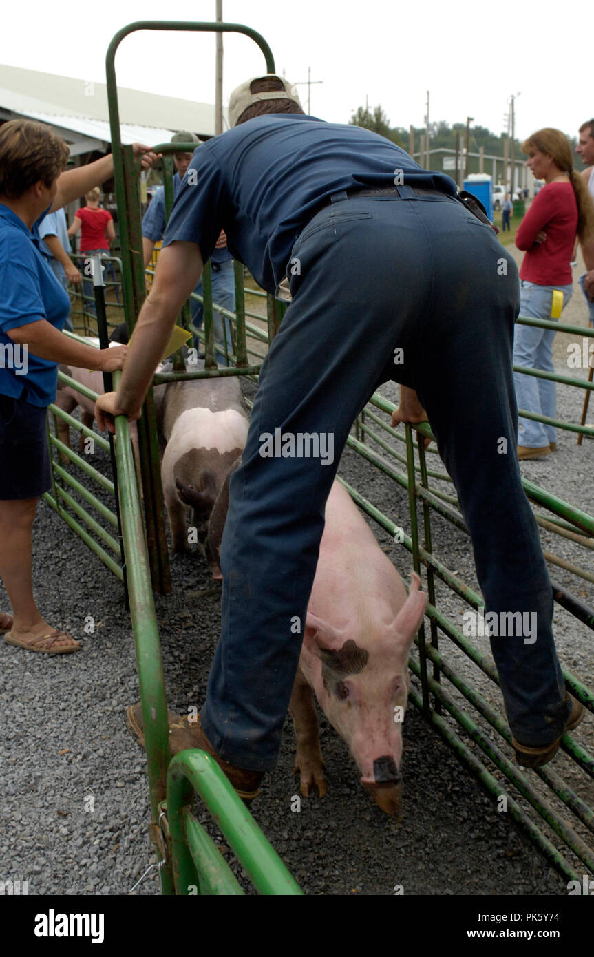 Harold Watts moves the pigs into the show ring during the 51st Annual ...