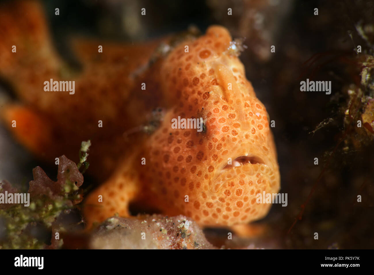 Orange frogfish. Picture was taken in Lembeh strait, Indonesia Stock ...